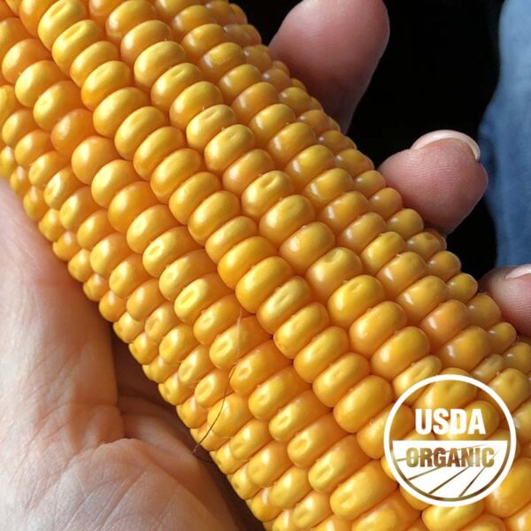 Grains Organic Grains – Opa’s Organics | Nutritious Organic Grains